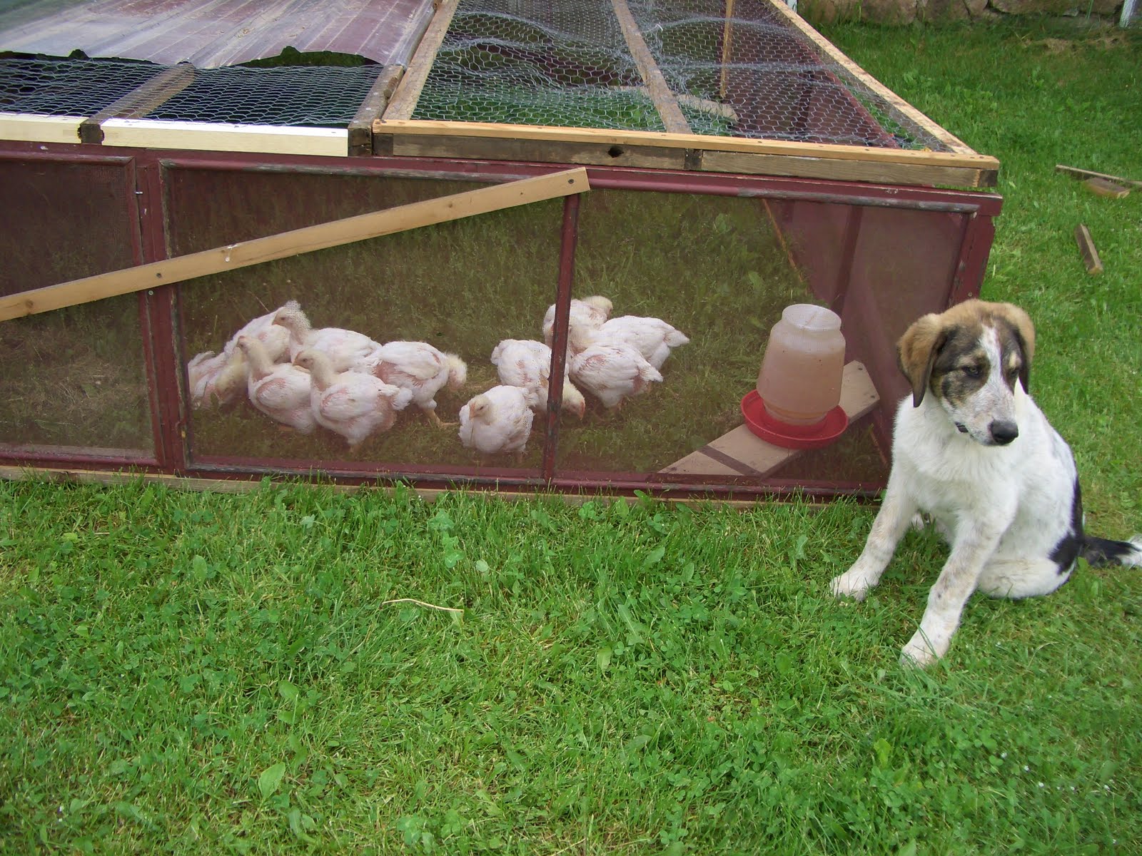 Magdalen Farm: The Cornish Cross and Chicken Tractor Part 2