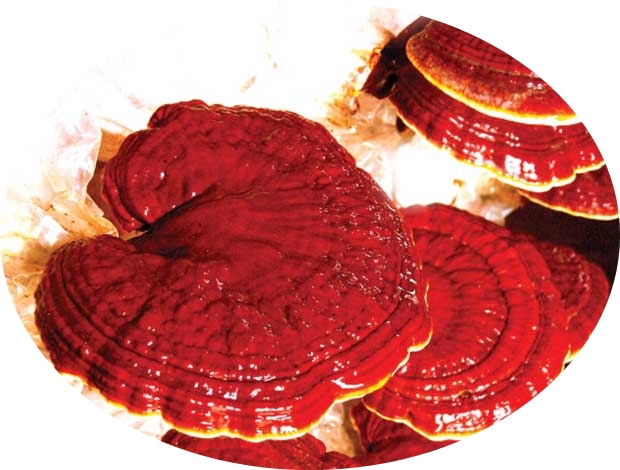 Obat Herbal Ganoderma Plus Capsule Green World | Obat Tradisional ...