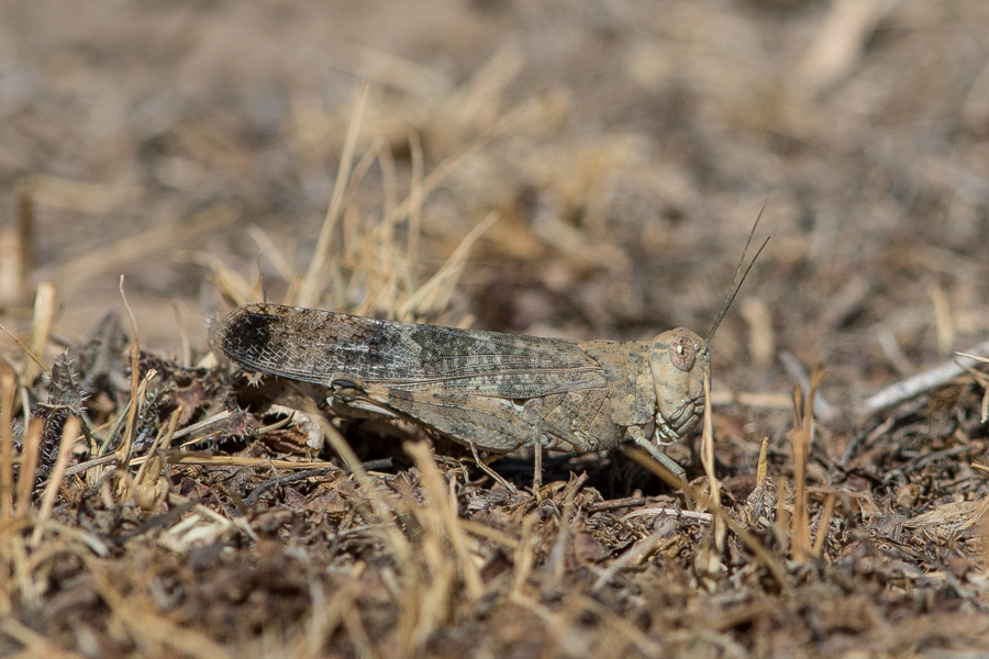 Desert Locust – Tanoumah | Focusing on Wildlife