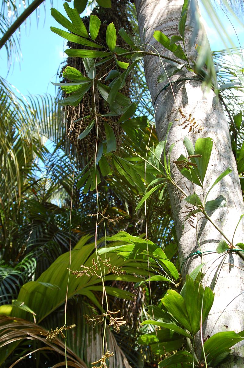 Variety of Life: Arecaceae