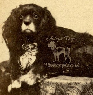 The Antique Dog Photograph Gallery: The King Charles of Bristol