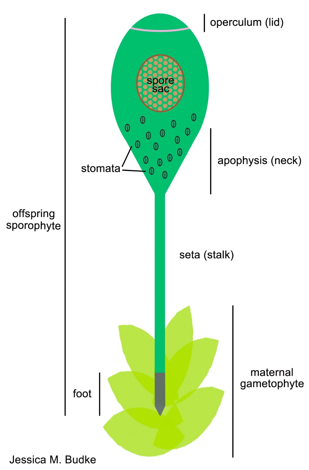 Moss Plants and More: 2013