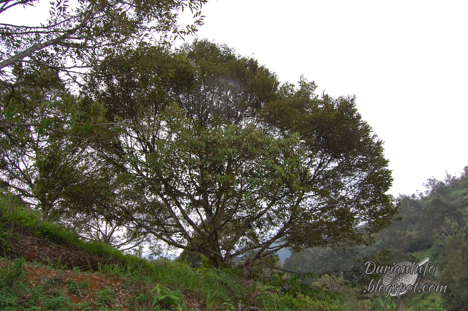Durian Info: Botany of The Common Durian