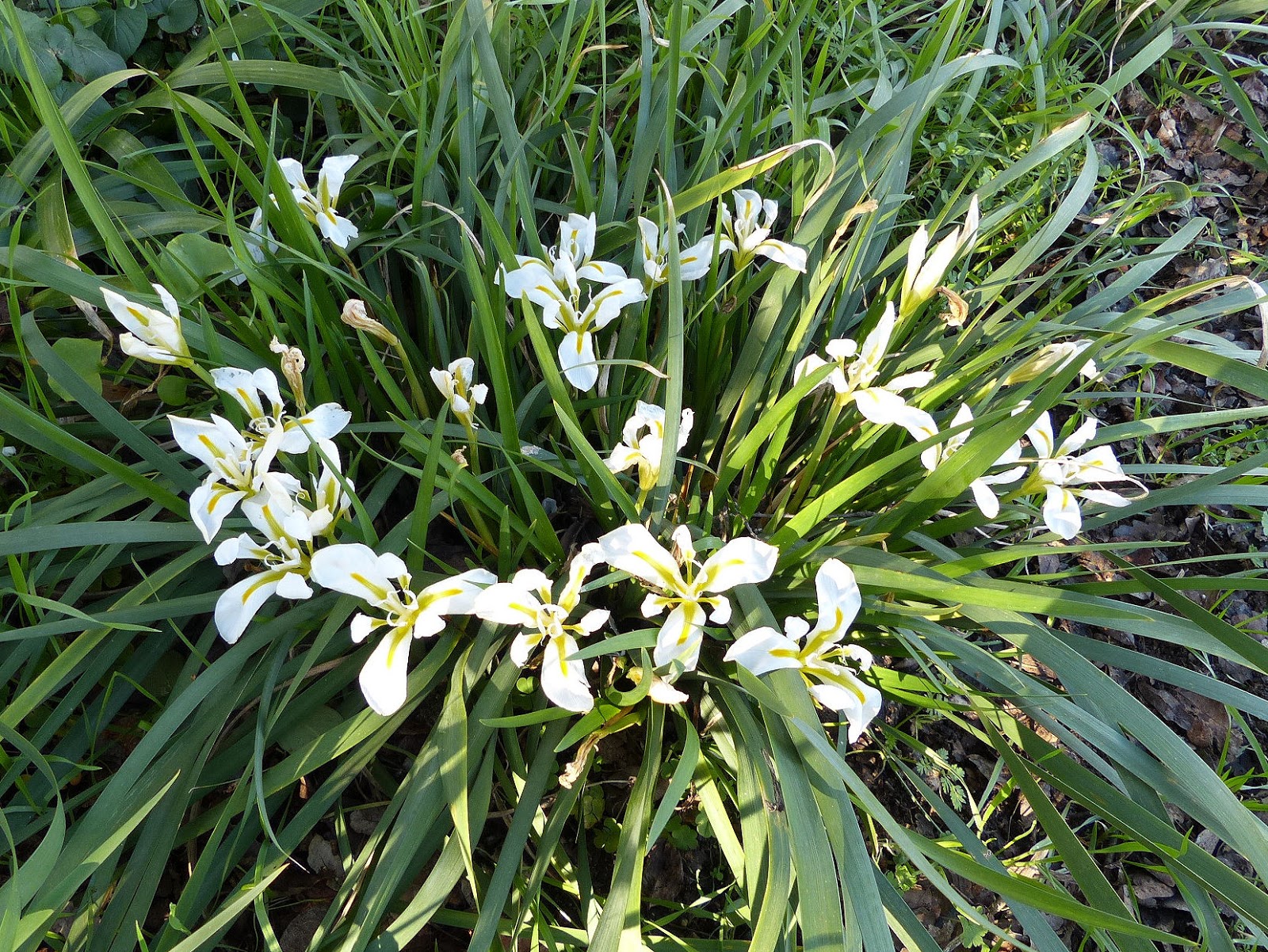 World of Irises: The Winter Flowering Iris, Part 2