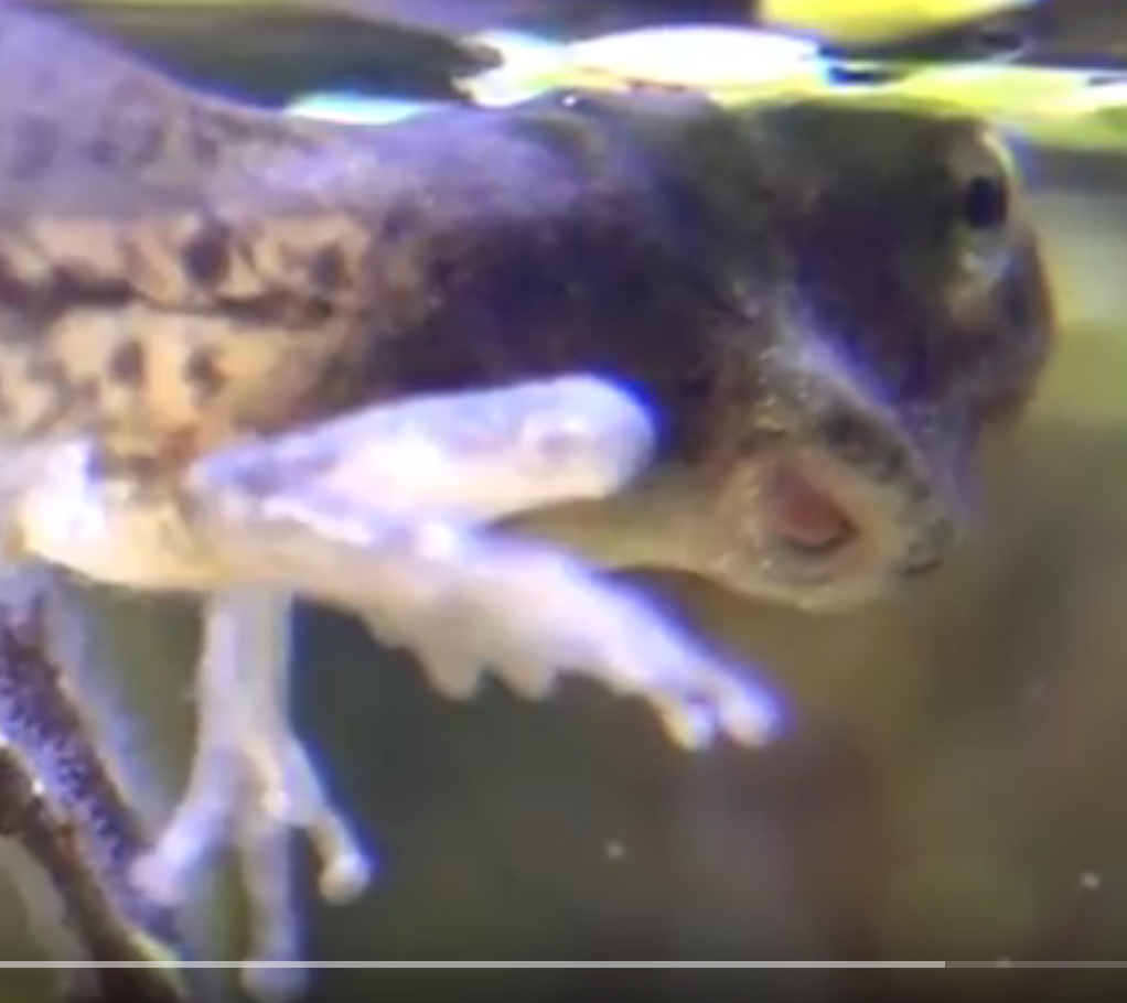 Springfield Plateau: Tadpole Legs