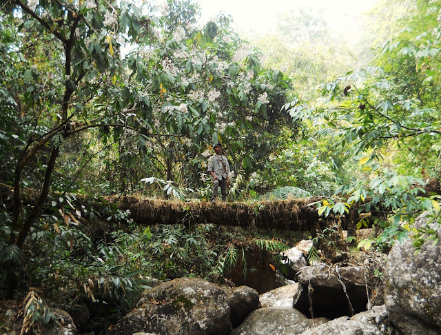 evenfewergoats: The Undiscovered Living Root Bridges of Meghalaya Part ...