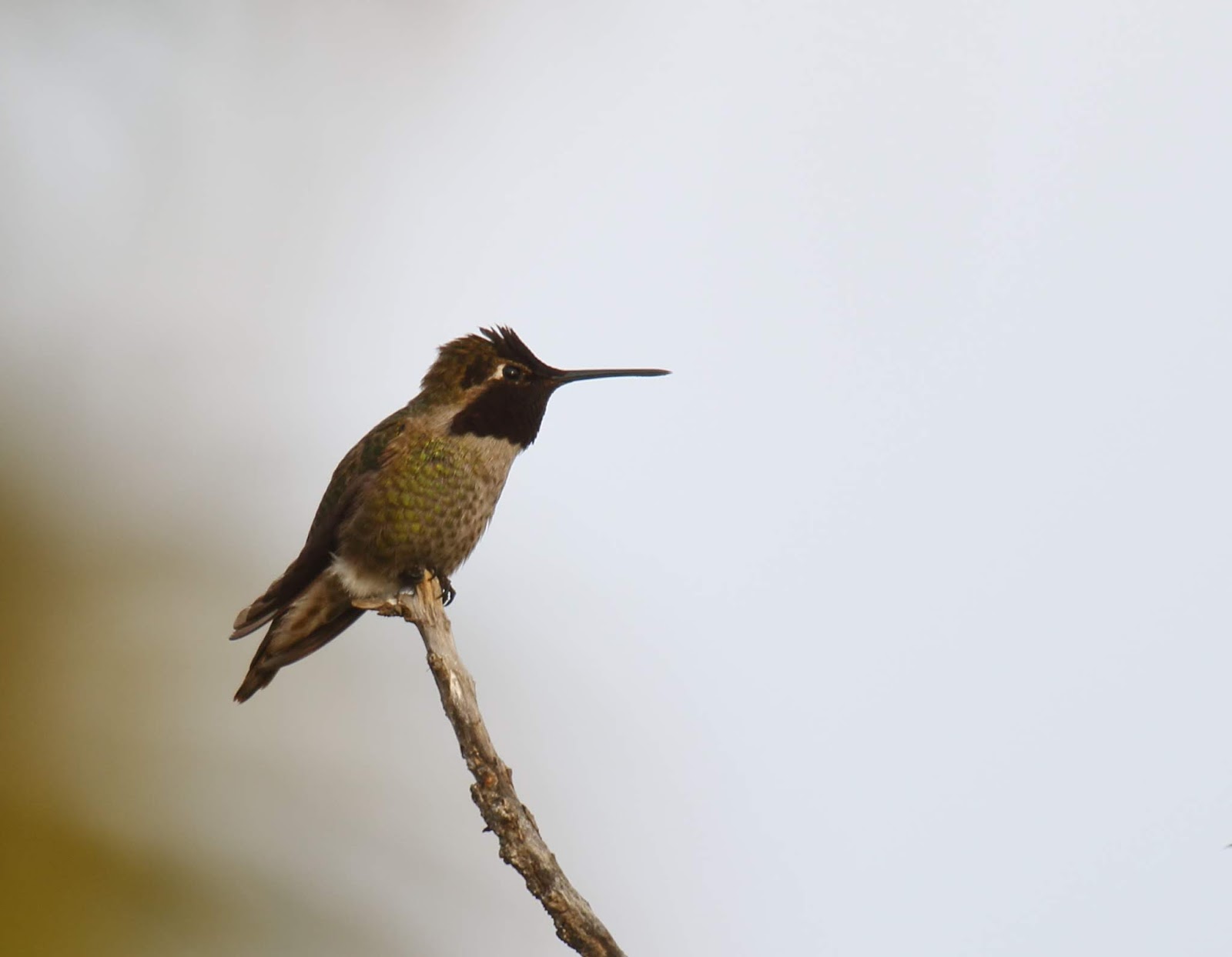 Anna's Hummingbirds in Imperial Beach - Greg in San Diego