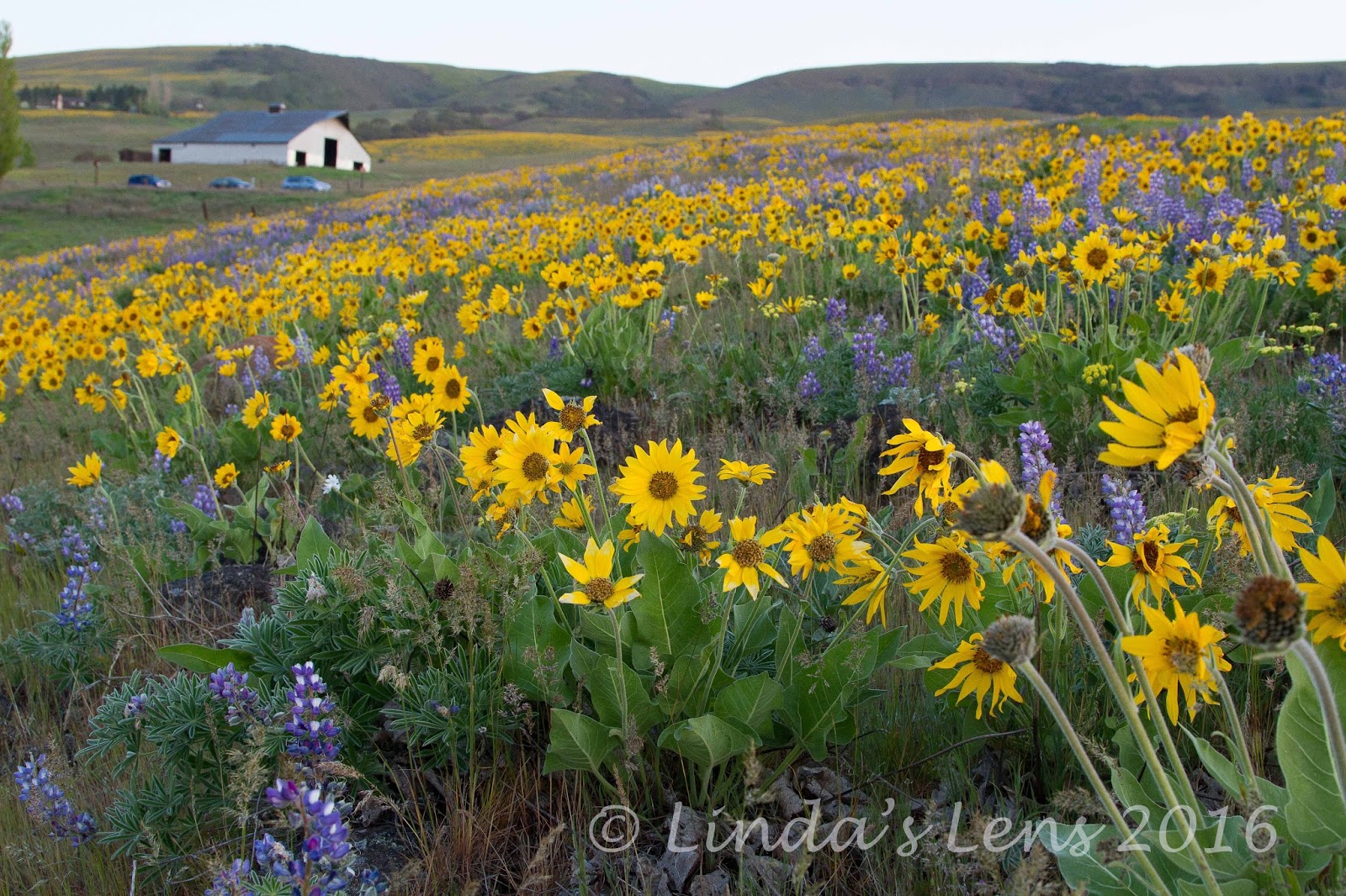 Linda's Lens: Dalles Mountain Ranch Annual Visit