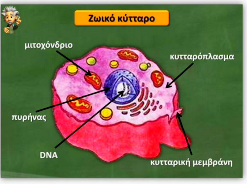 Δασκάλα Eν ... Tάξει ;): EPEYNΩ & ANAKAΛYΠTΩ ΣT΄