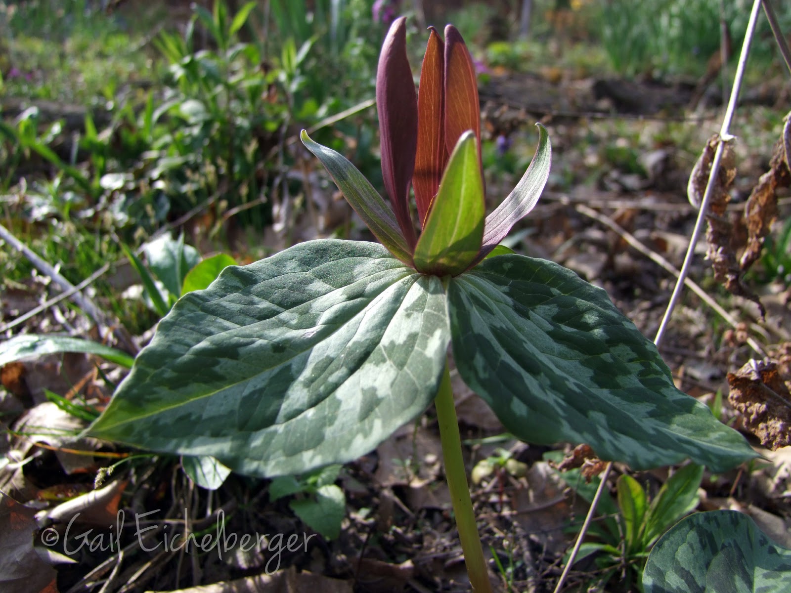 clay and limestone: Trillium Time