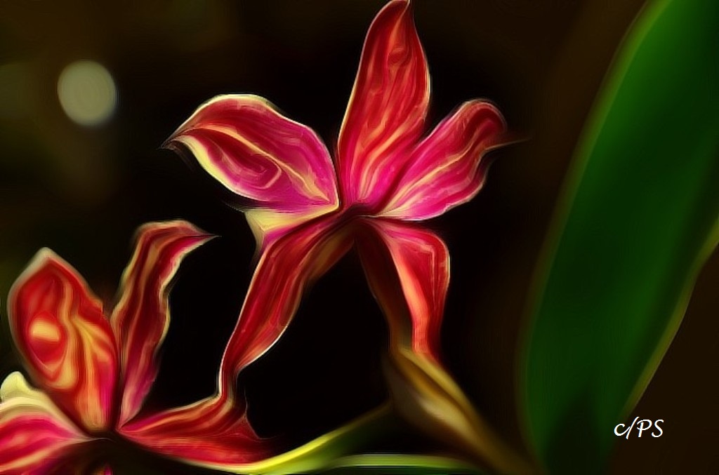 ps-pictureshop: Orchideen, orgideë, orchids, Orhideje, Орхидеи, orkideer