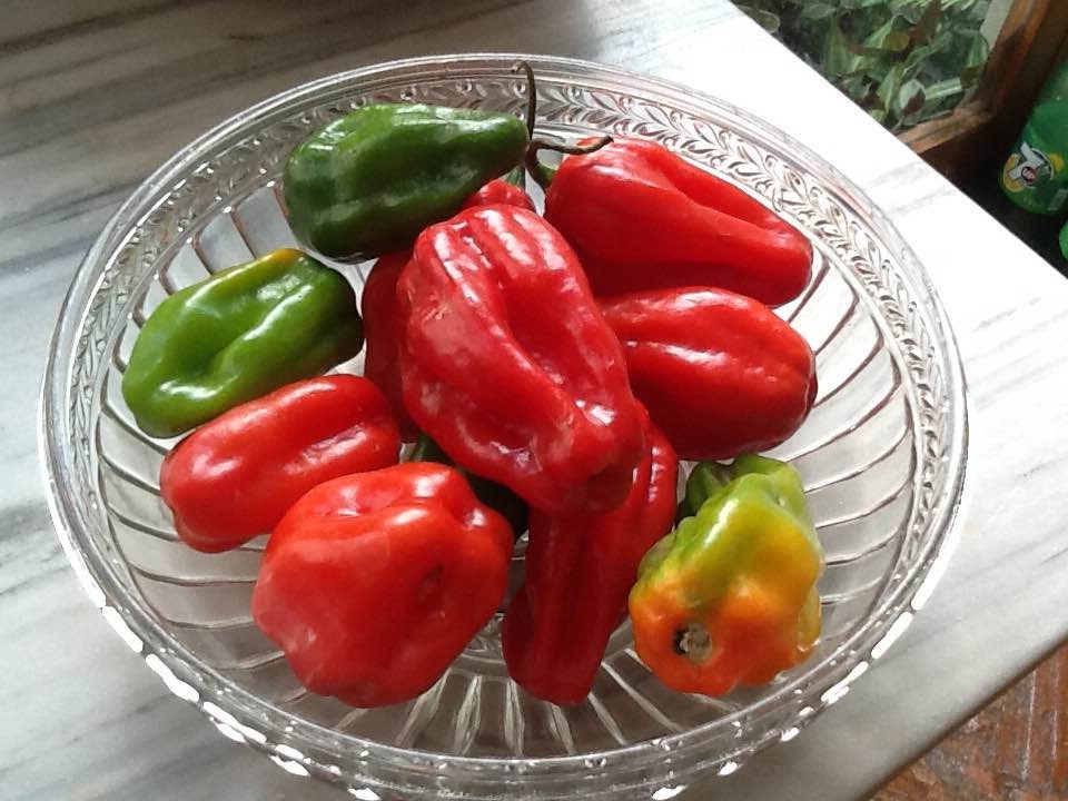 Cocinando con Rosita: AJÍES DULCES