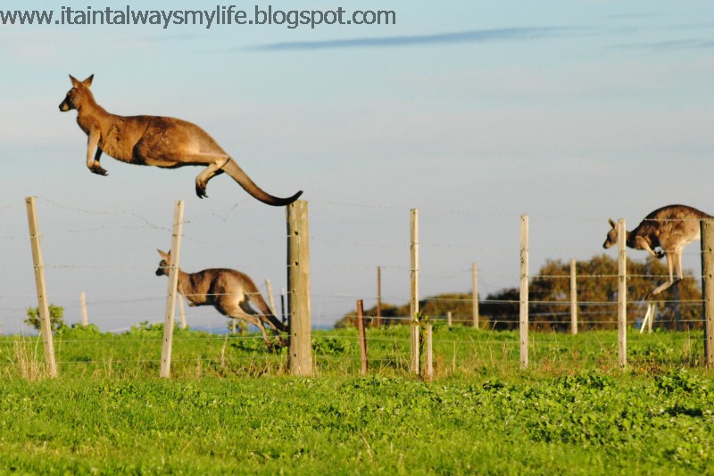 Flying Kangaroo — Rezepte Suchen