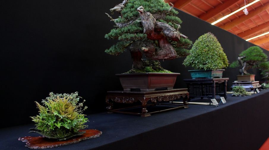 Best Bonsai Pics: Amazing Bonsai Trees Pictures
