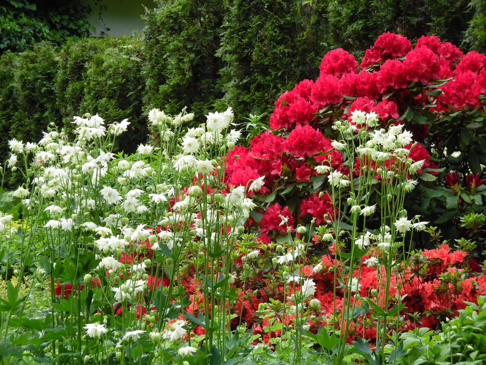 Ogród Tamaryszka: CZERWIEŃ W OGRODZIE