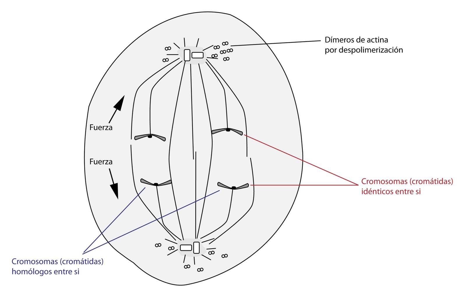 el moderno prometeo: Breve introducción a la división celular: mitosis ...