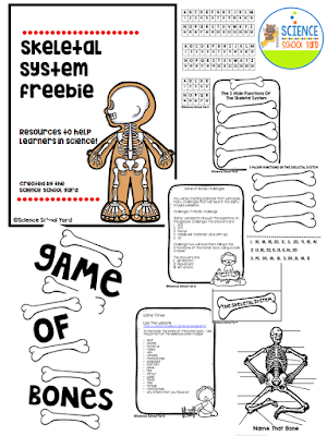 6 Skeletal System Game Ideas for Studying Bones! - The Science School Yard