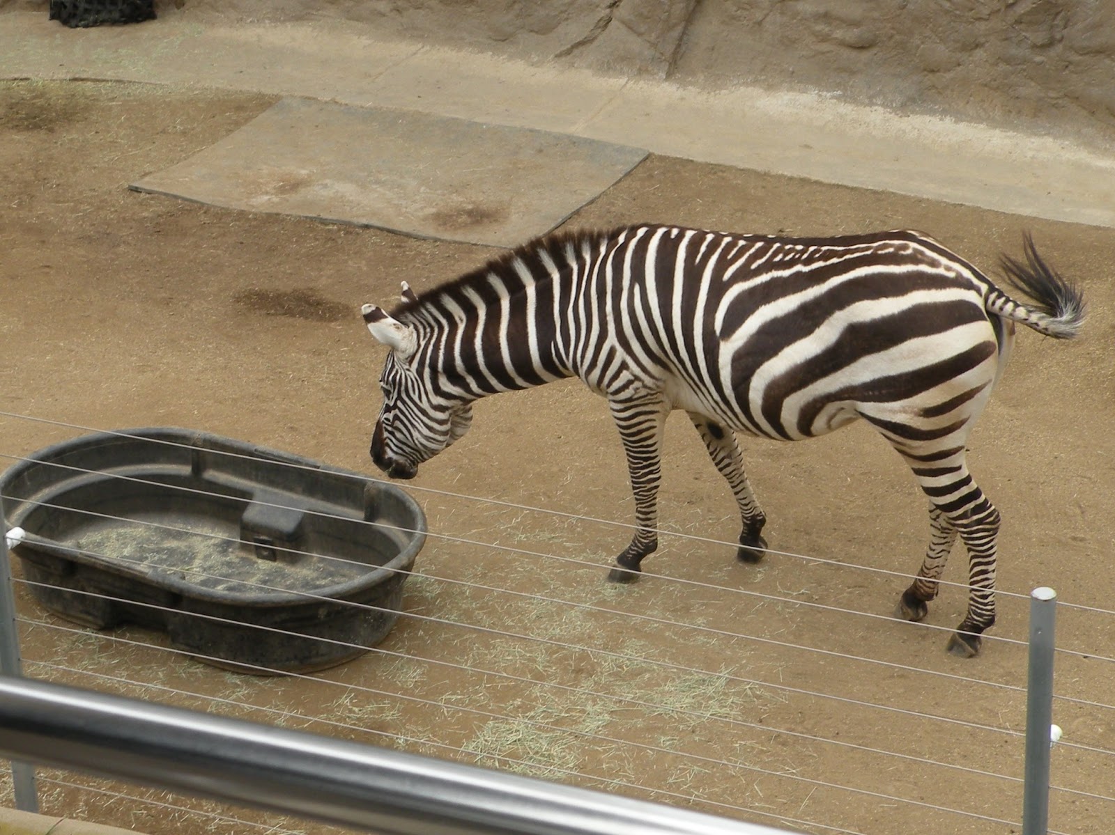 Pilgrimage 2013: San Diego Zoo Part 2 Familiar Animals