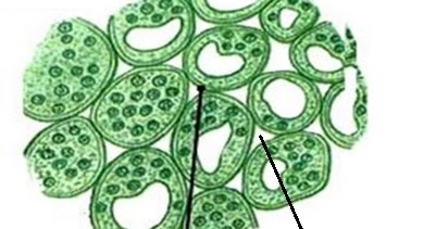 Specialized Plant Cell Type