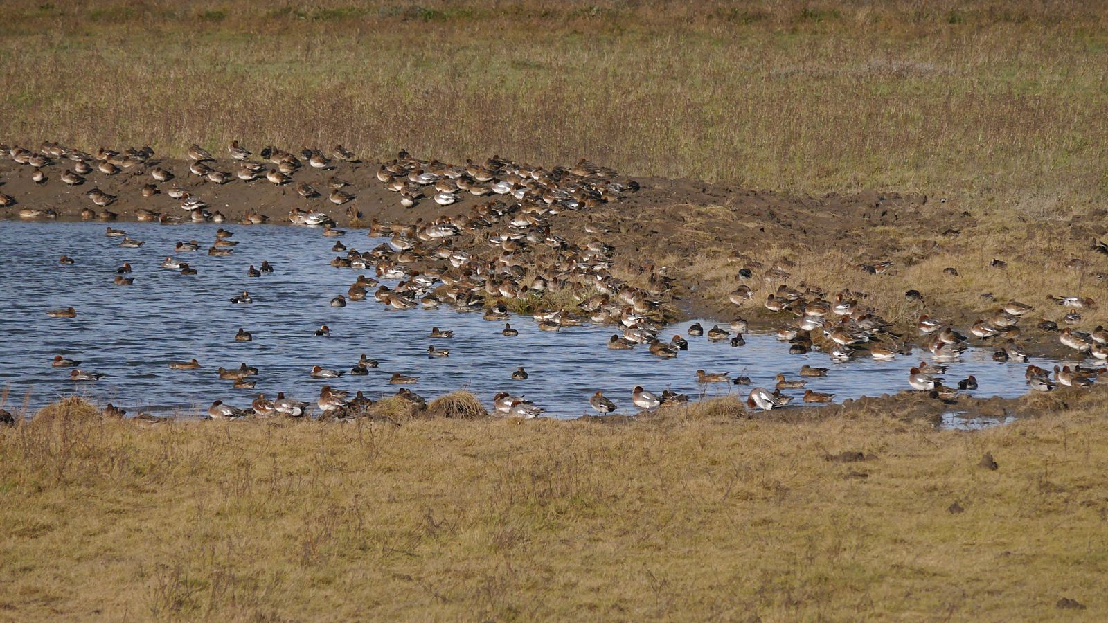 Jim's Birding: Hesketh Out Marsh and Marshside RSPB Reserves