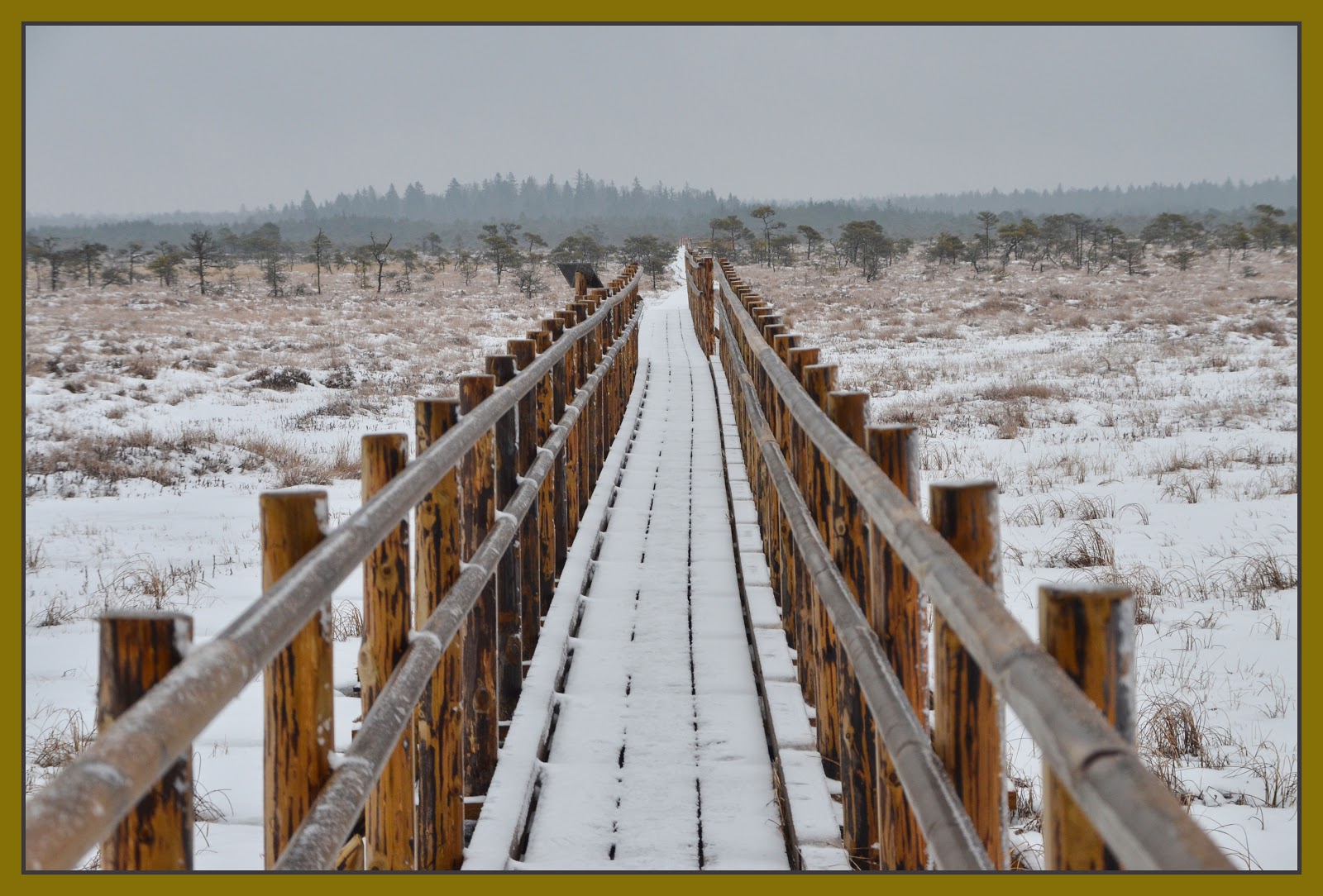 Ritassilla: Marimetsa raba