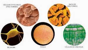 La Célula: La Célula y Su Maravilloso Mundo