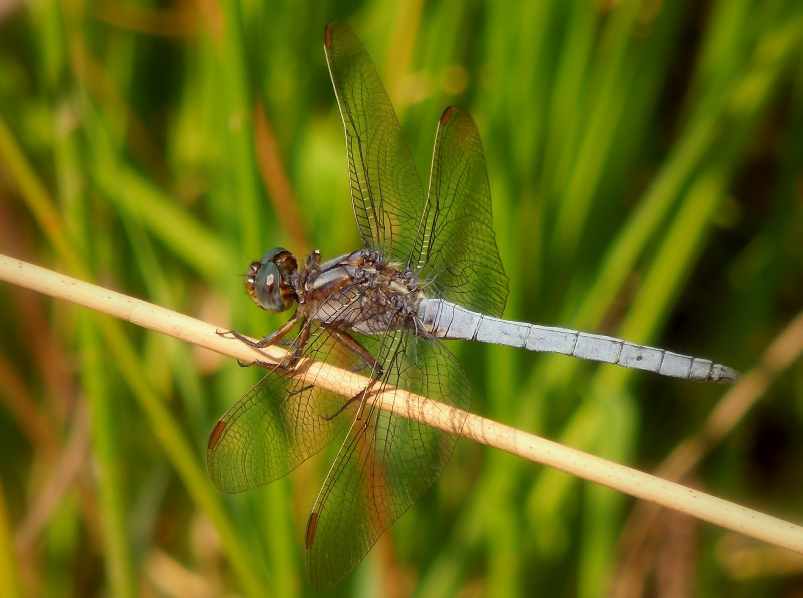 LIBÉLULA AZUL - BOTÀNIC SERRAT