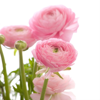 The Enchanted Petal: 365 Days of Floral Education - Days 96-100