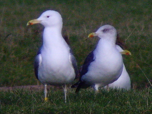 Birding North Unst: 16th December 2012 West Rise Marsh & Exceat Bridge