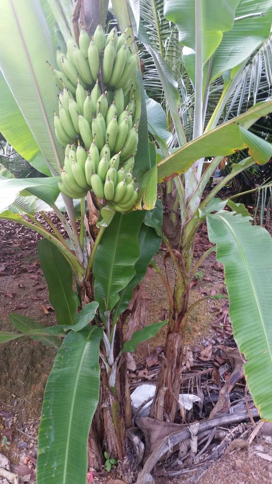 Warisan Petani: Tanaman Pisang 7 : Pokok Pisang Lilin.