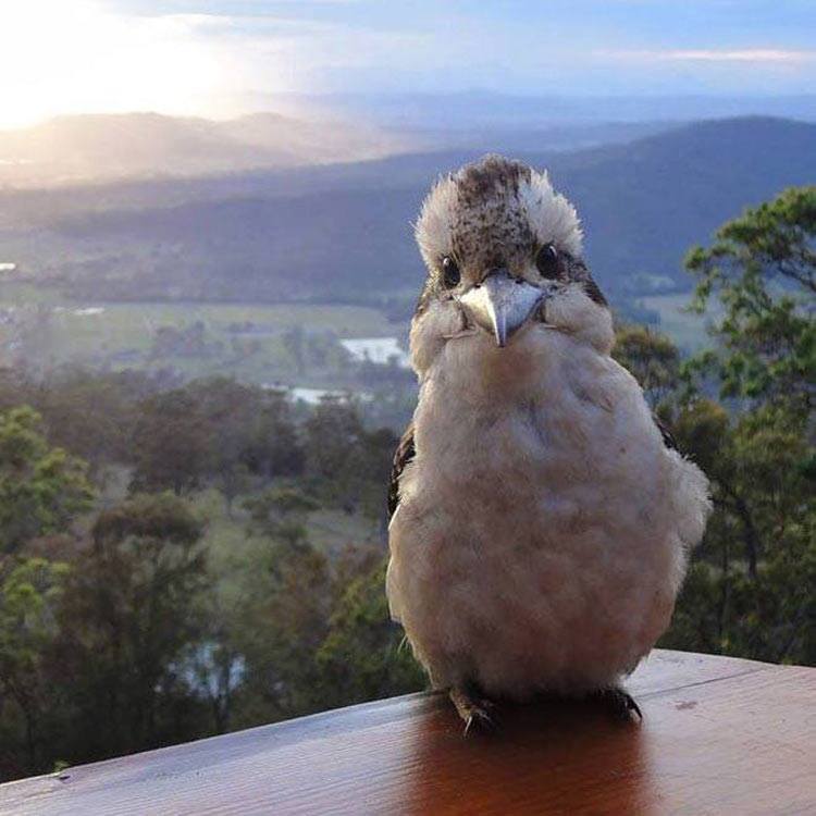 Funny animals of the week - 8 April 2016 (40 pics) | Amazing Creatures