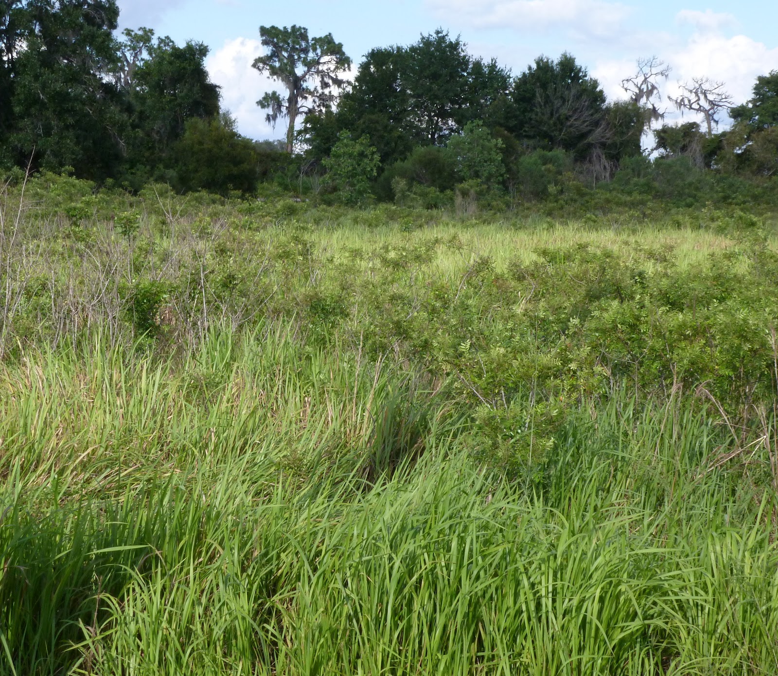 bear grass and rosemary: Cogon Grass On The Fringe