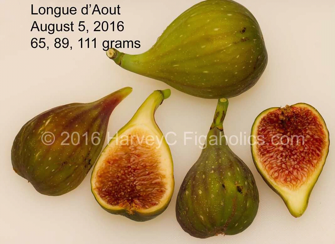 Longue D' Aout Fig - Var Tin