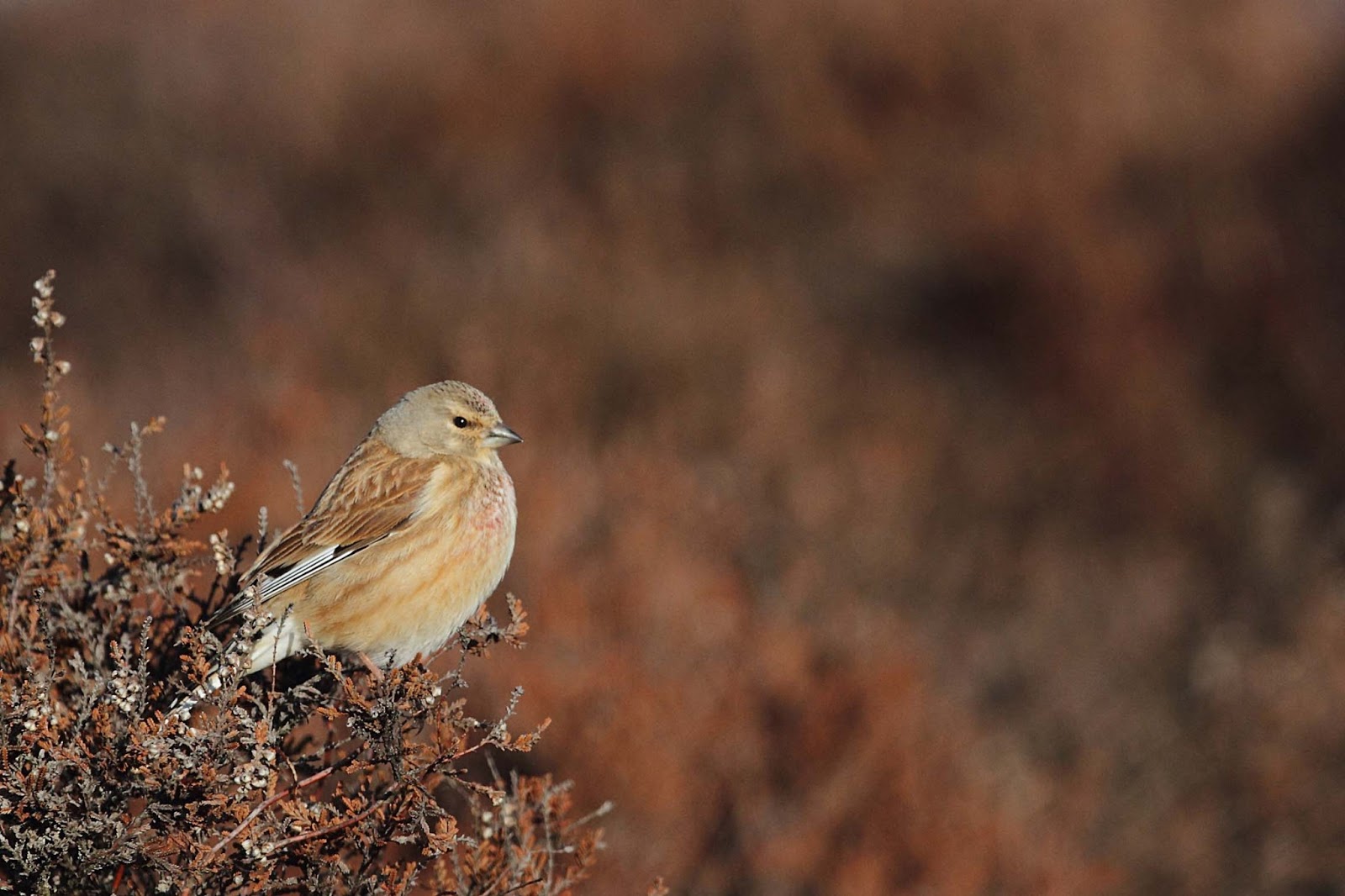 Darley Dale Wildlife: Linnet