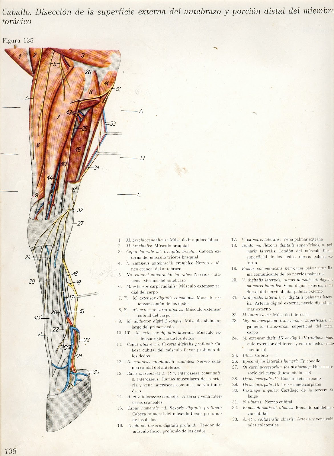 Anatomia Veterinaria: Imágenes del Popesko de Miembro Torácico (Eq.)