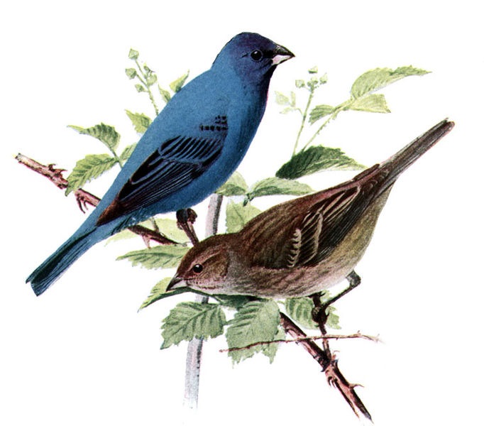 Patricia Markert: Indigo bunting, scarlet tanager, robins