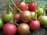 KERSEN (Muntingia calabura ) - Ensiklopedia Tumbuhan