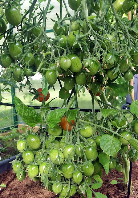 Helenes Tomater: Reverend Michael Keyes