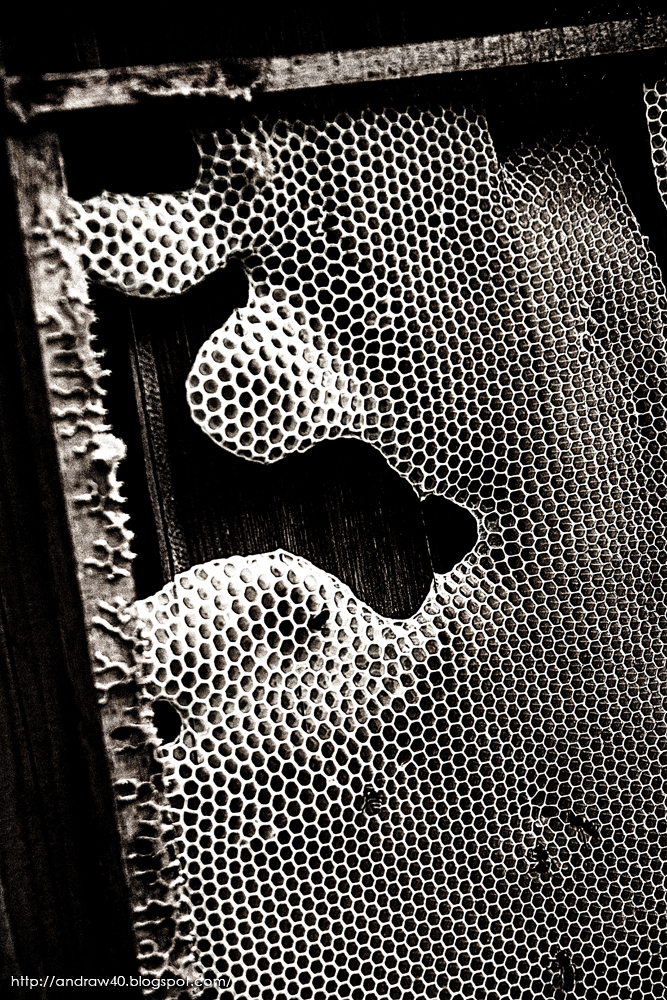 despre viata prin fotografie: despre pastoritul albinelor la Manastirea ...