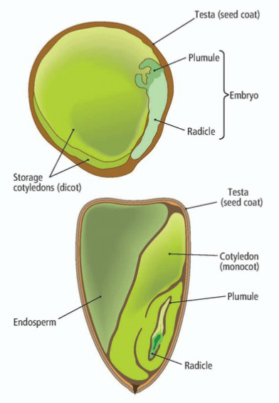 3.6 Reproduction and Growth