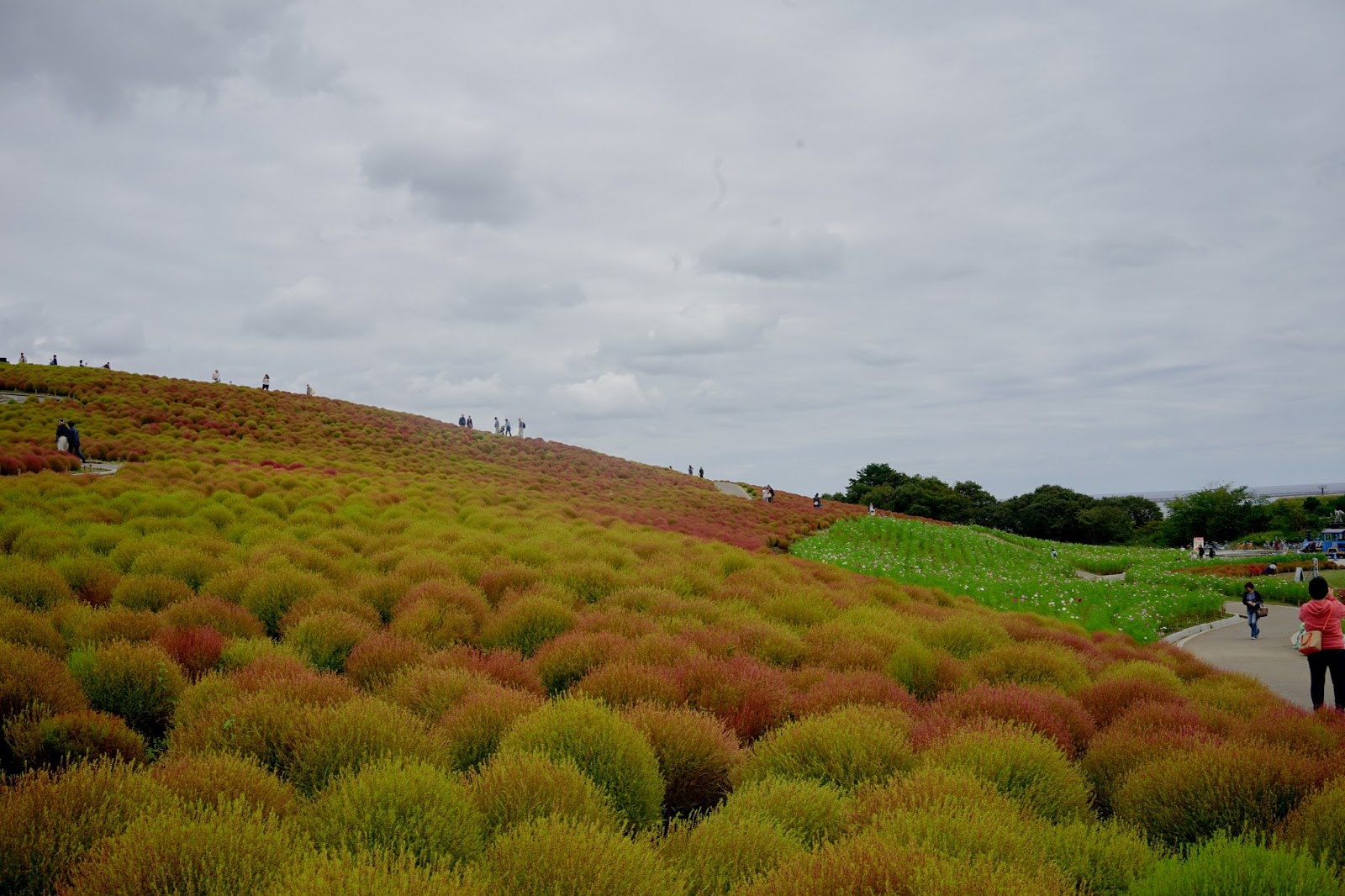 [ Hitachi Seaside Park ] | SERENELETICIA