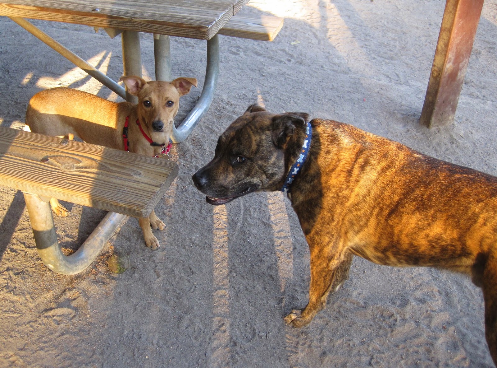 ZoePhee: Phoenix and the Dog Park - Rescue Dog Mistakes