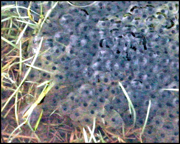 Wild and Wonderful: Frogspawn in Felixstowe - our first sighting in 2016