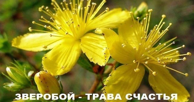 Сила природы, наш чай: Волшебный Зверобой