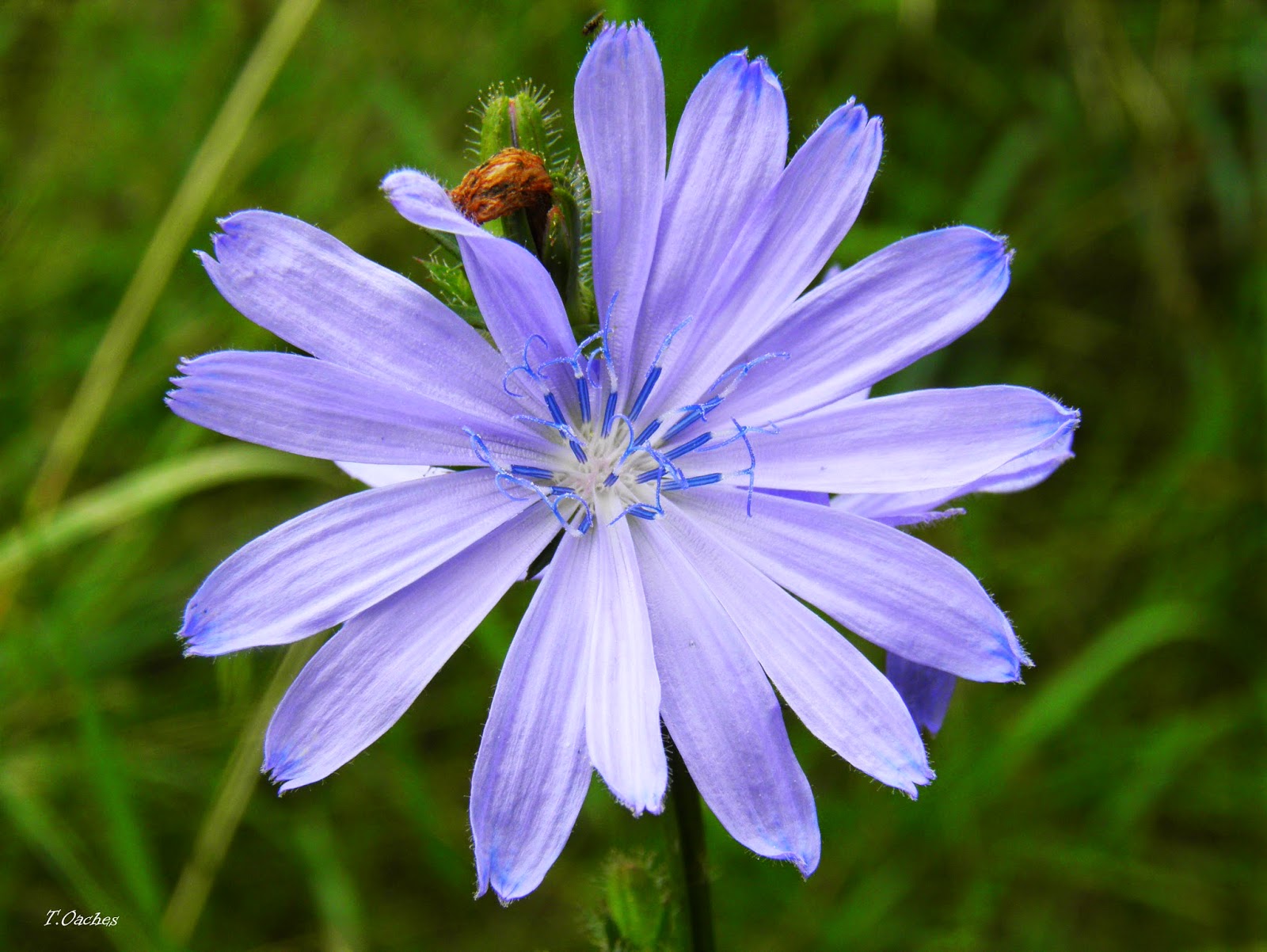 PASARI DIN ROMANIA: PLANTE SALBATICE (4), Flori albastre, mov si liliachii