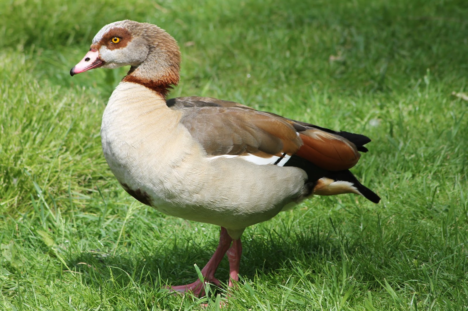 JibberJabberUK: Egyptian Goose