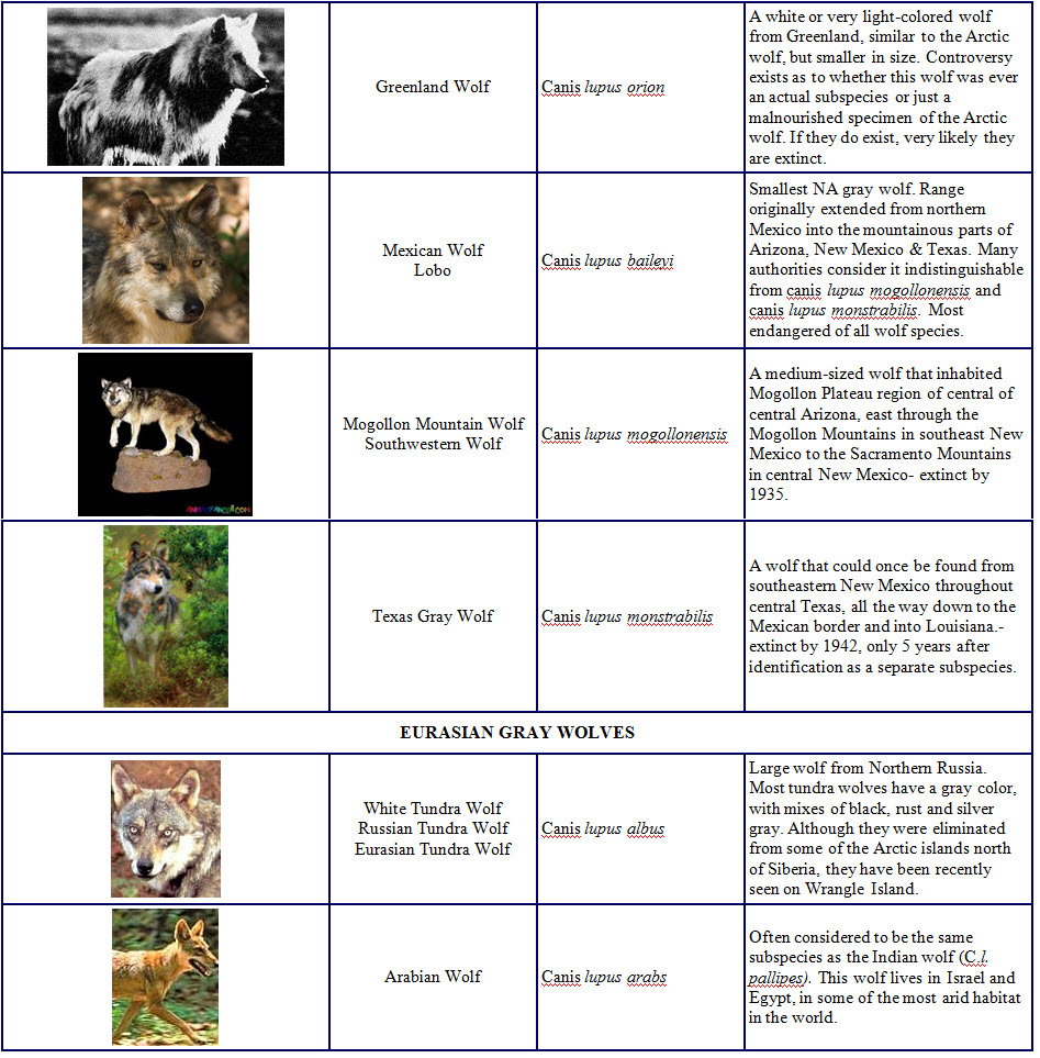 Canis lupus 101: Wolf Species