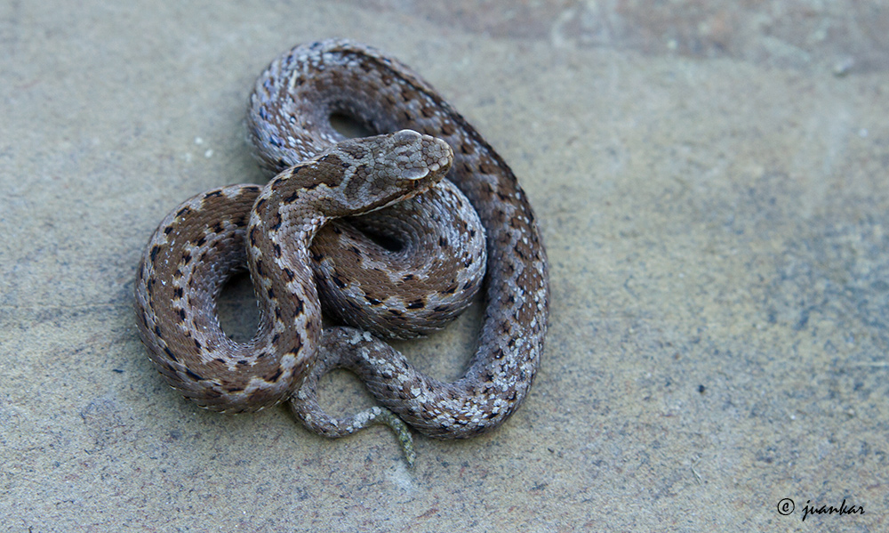 Entre alpinas y marinas.: Víbora de Seoane.