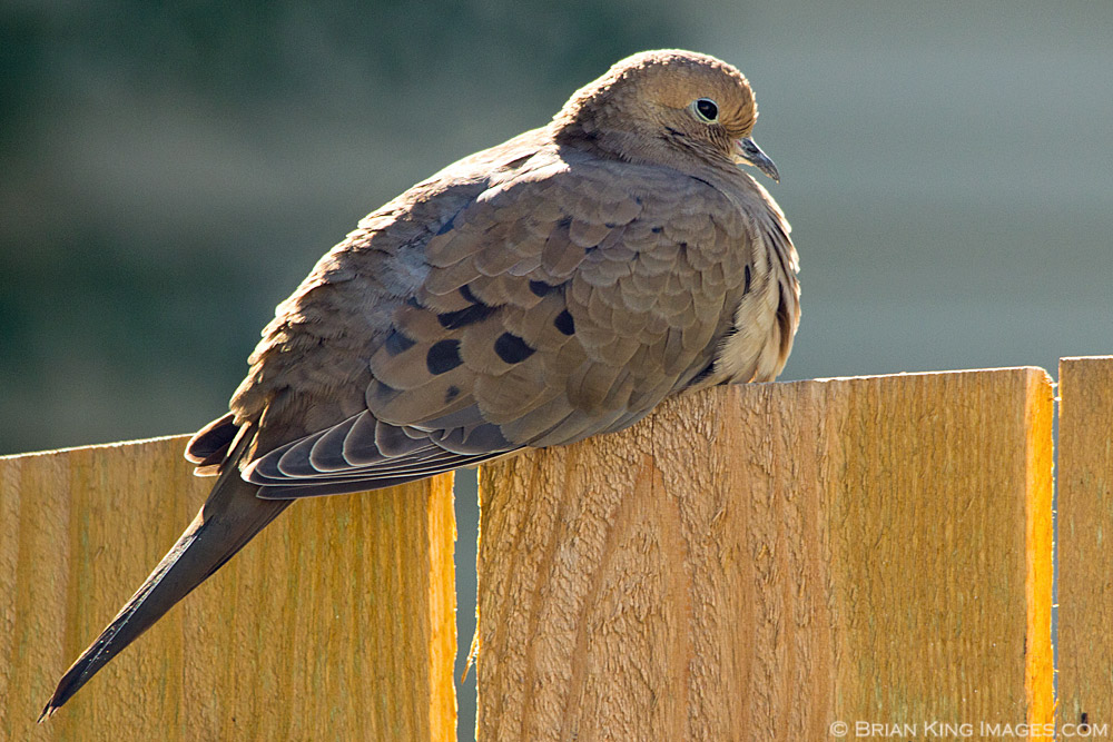 Brian King Images: Fat Dove On A Skinny Fence