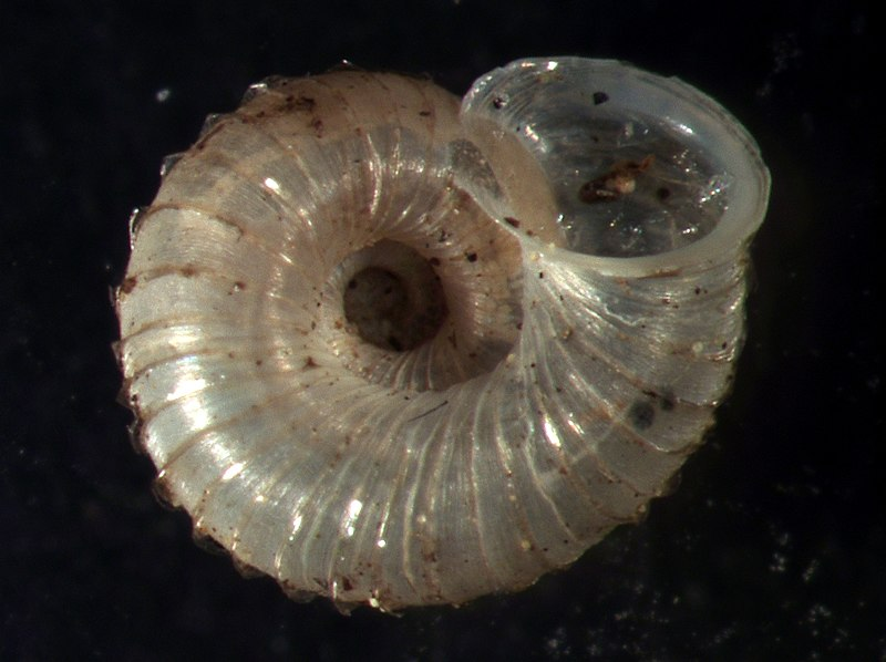 Taxonomic Collections: Welcome, neophyte taxonomists